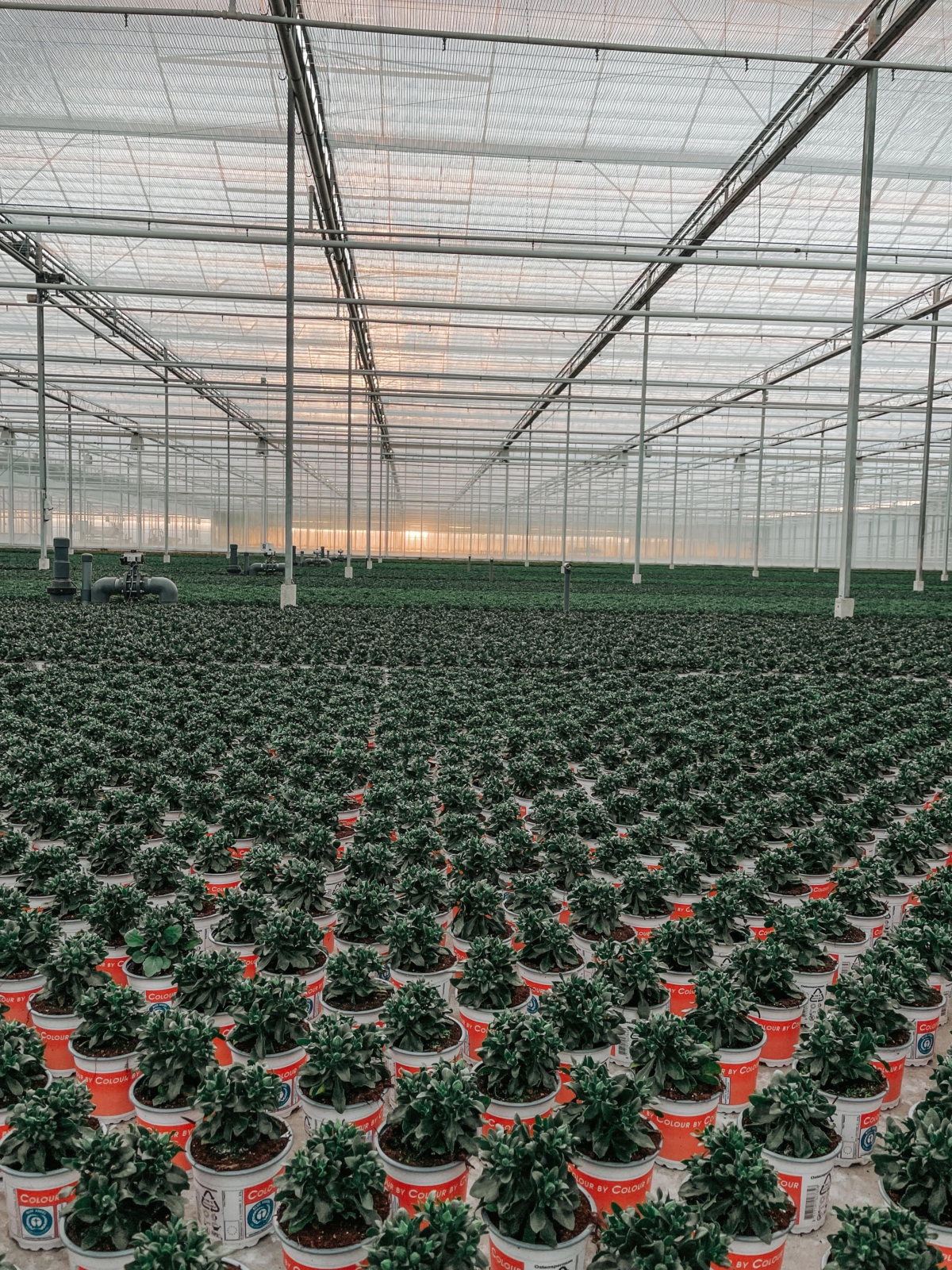 Retail Flowers & Plants - Brightening the World Together