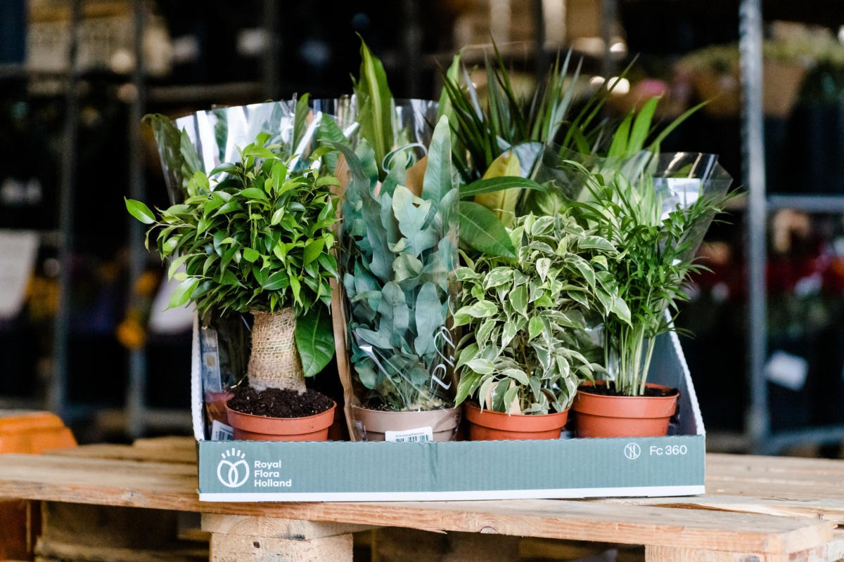 Retail Flowers & Plants - Brightening the World Together